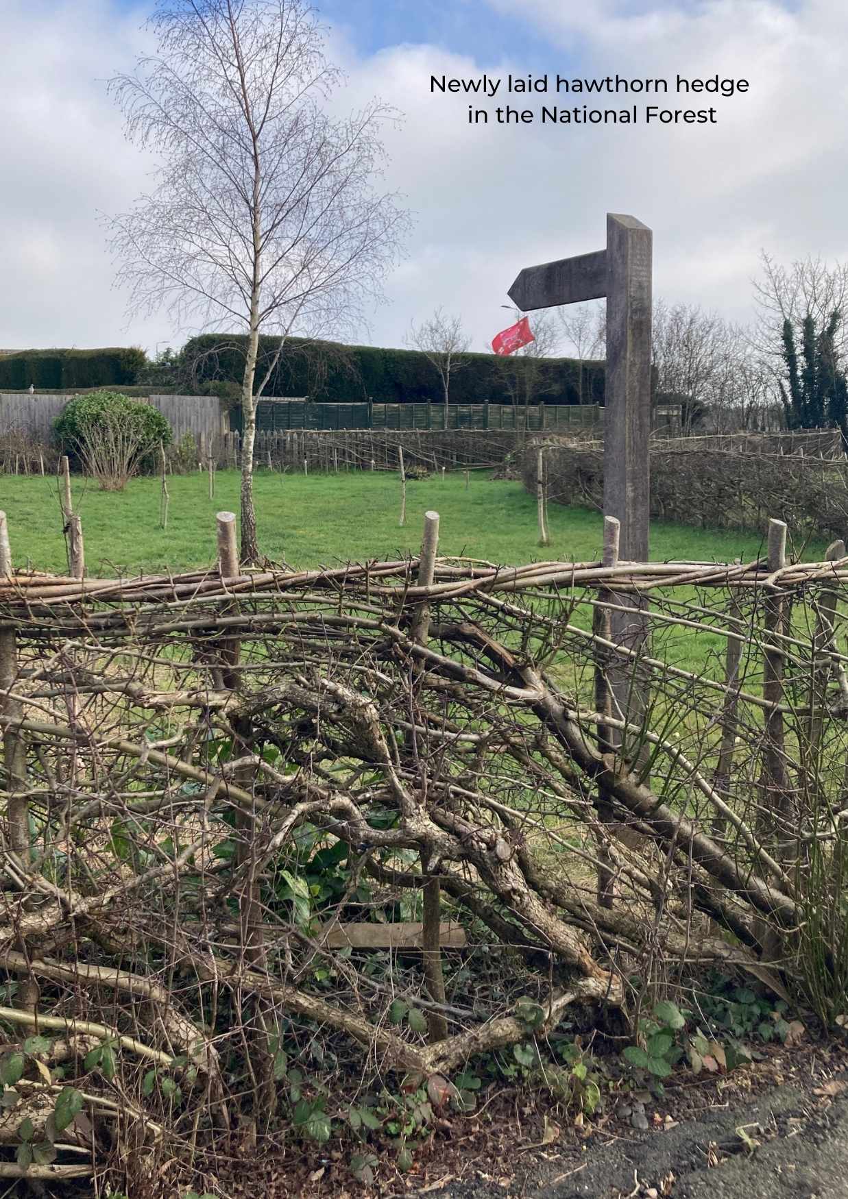 Following Paths and Hedges – Ruth Singer