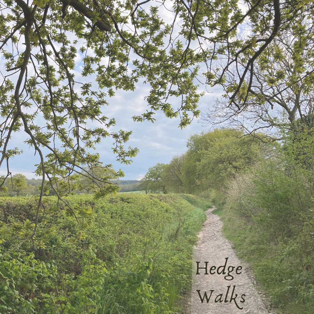 Hedge walks – Ruth Singer
