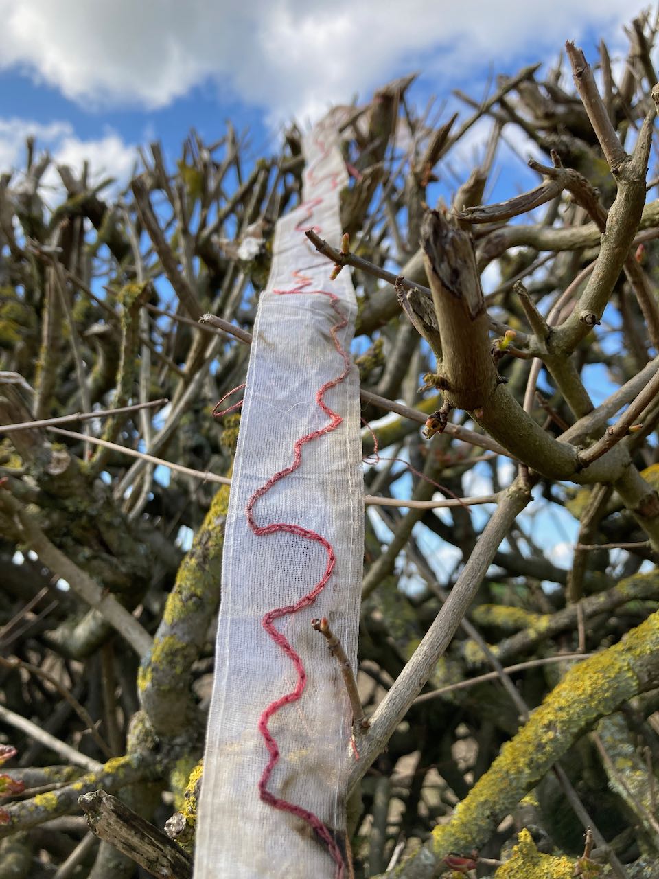 Blossom and Thorn Research – Ruth Singer